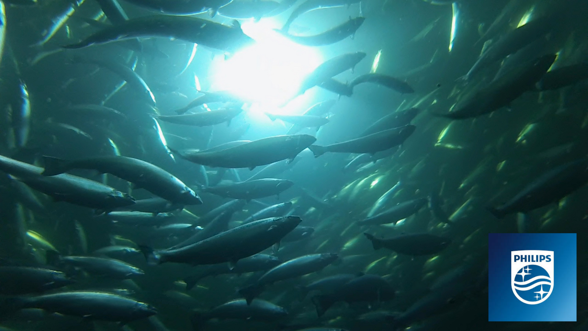 Fiskeldisljós | Lavango